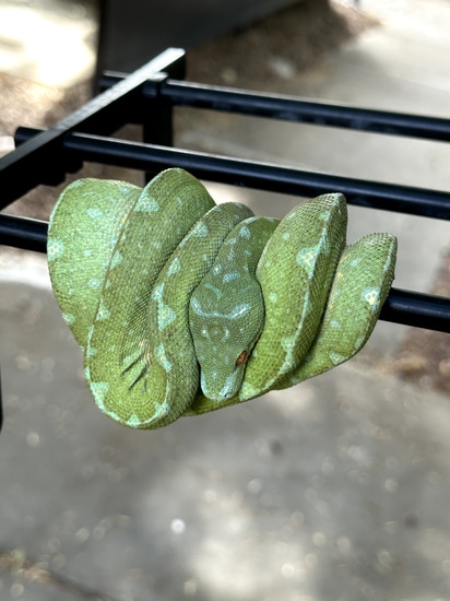 USCBB Wamena X Aru/Biak Green Tree Python by L’s collection