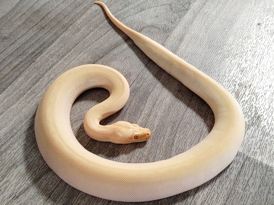 Albino Hypo Burmese Python by LLLReptile & Supply