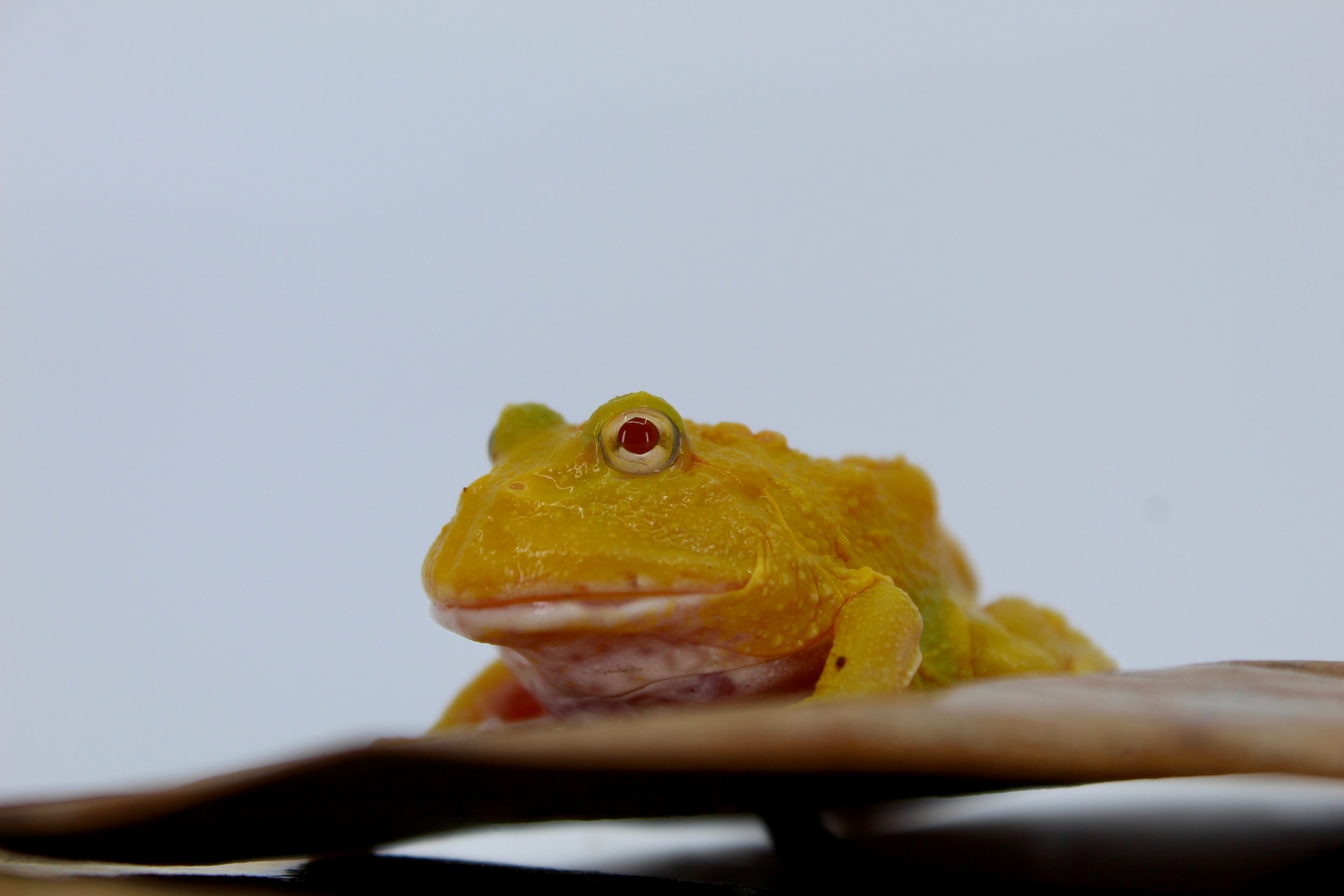 Baby Albino Pac Man Frogs Pacman Frog by LLLReptile & Supply - MorphMarket