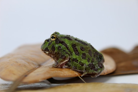 Green Pac Man Frogs Pacman Frog by LLLReptile & Supply