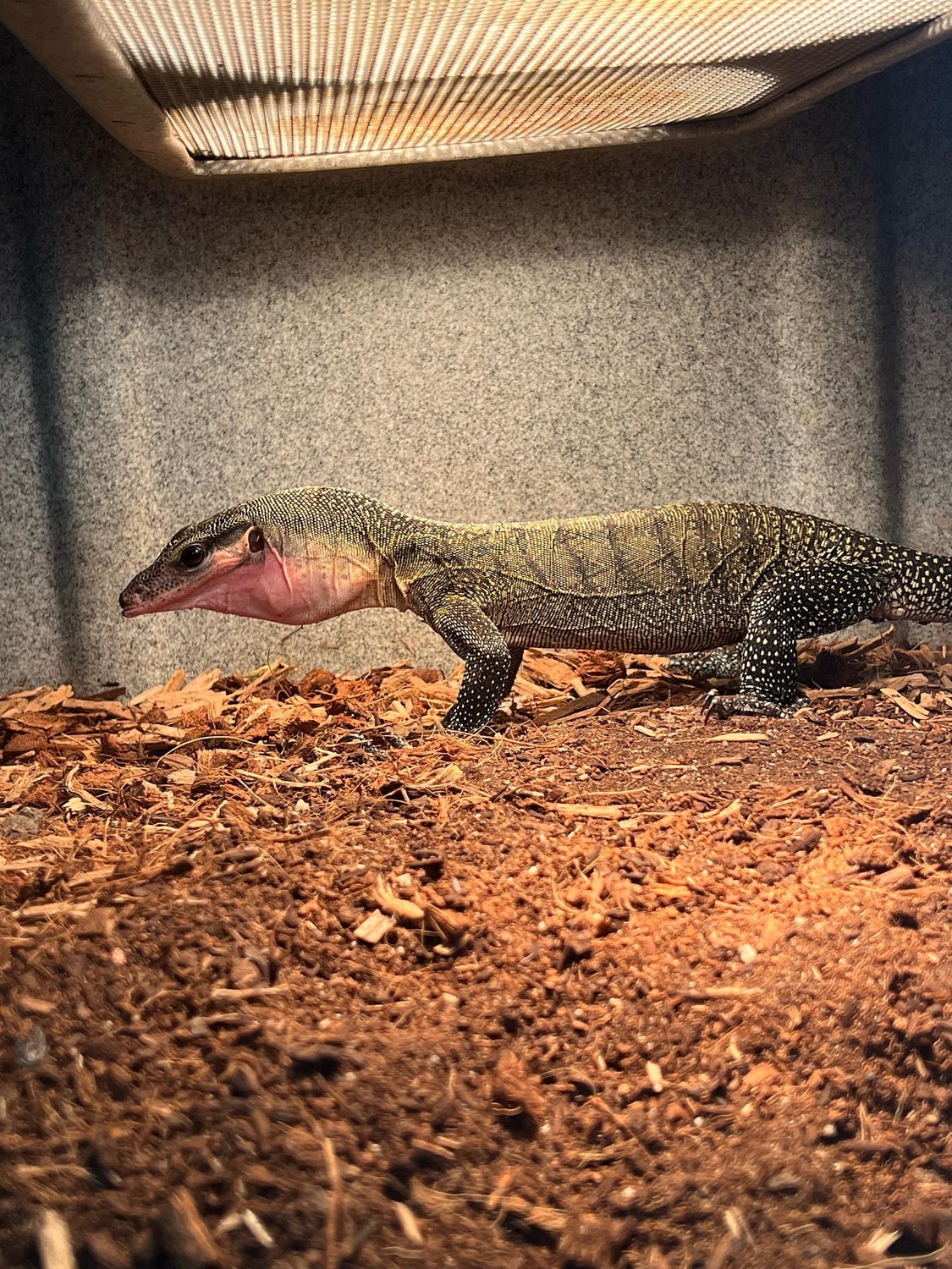 LTC Peach Throat Monitor Other Monitor by LLLReptile & Supply - MorphMarket