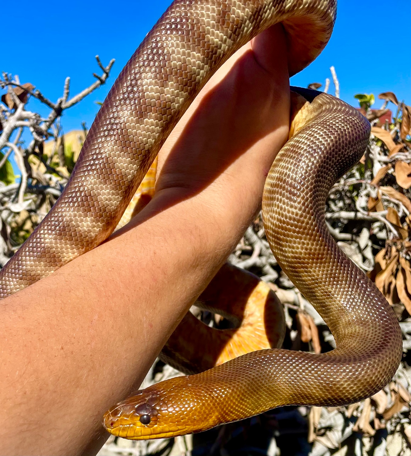 Adult Male Woman Python Woma Python by LLLReptile & Supply - MorphMarket