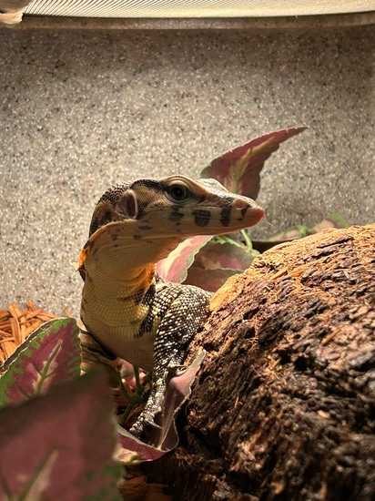 Young Sumatran Water Monitor by LLLReptile & Supply