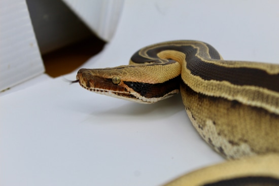 Super Stripe Borneo Short Tail Borneo Short-Tailed Python by LLLReptile ...