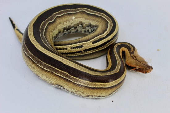 Super Stripe Borneo Short Tail Borneo Short-Tailed Python by LLLReptile ...