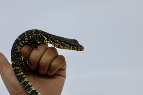 Sumatran Water Monitor by LLLReptile & Supply