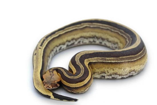 Female Super Stripe Borneo Short-Tailed Python by LLLReptile & Supply