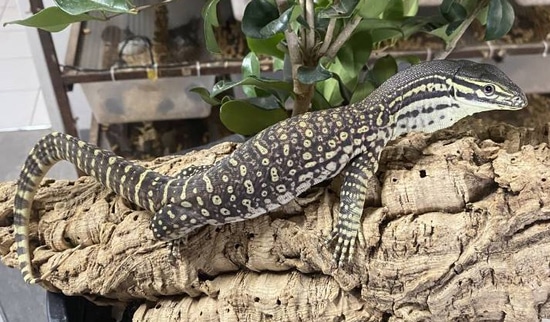 Argus Monitor Other Monitor by LLLReptile & Supply