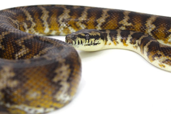 ADULT Irian Jaya Carpet Python by LLLReptile & Supply