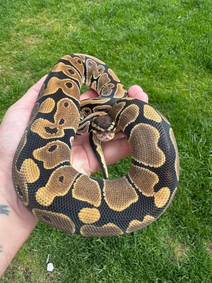 Classic 100% Het Albino Ball Python by Lloyds Morph Mania