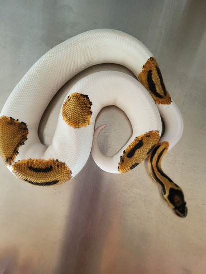 Leopard Orange Dream Pied 50% Het Albino With Emoji Face Ball Python by Lloyds Morph Mania