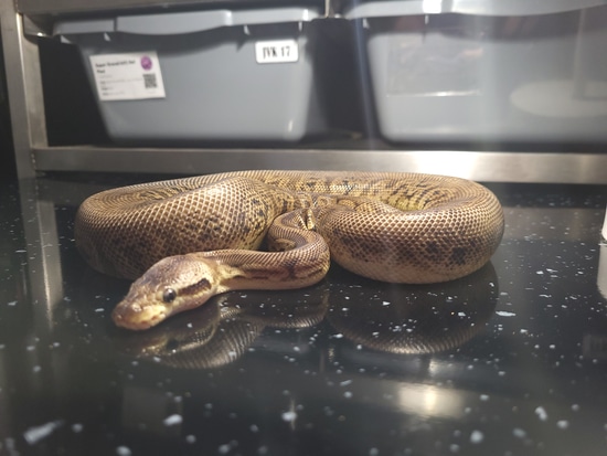 Black Pewter Ball Python by Lloyds Morph Mania