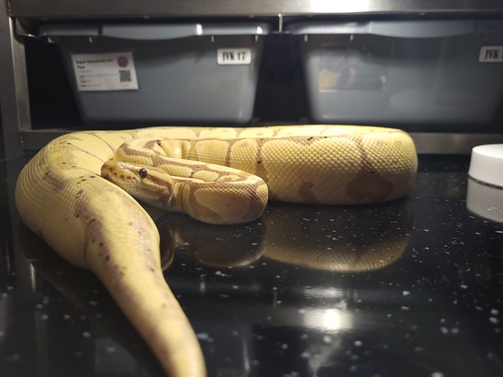 Proven Breeder Banana Blade Het Clown Ball Python by Lloyds Morph Mania