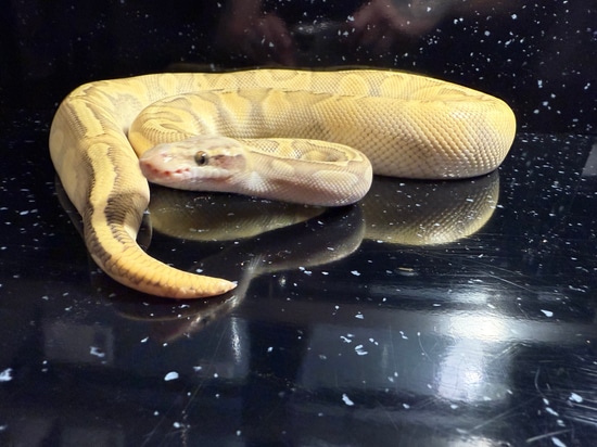 GHI Butter Pastel Orange Ghost Ball Python by Lloyds Morph Mania
