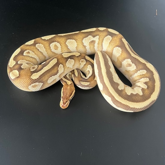 Proven Orange Dream Fire Mojave Yellow Belly Het Clown Ball Python By
