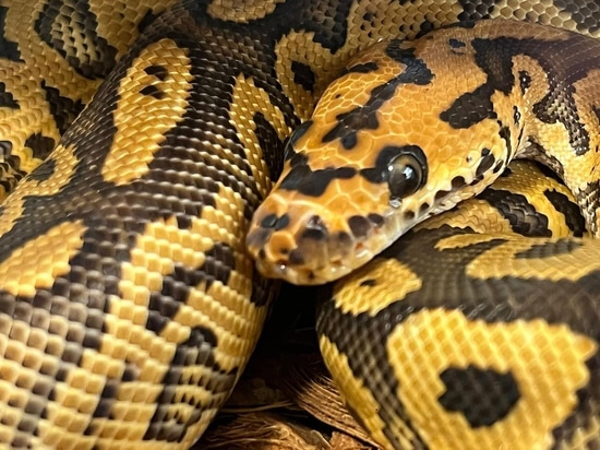 Confusion Special Clown Ball Python by Lloyds Morph Mania
