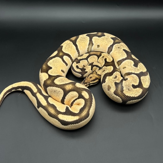 Proven Fire Super Orange Dream Ball Python By Lloyds Morph Mania