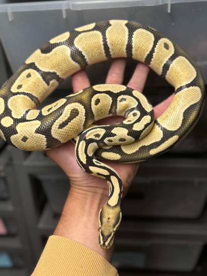 Orange Dream Desert Ghost Het Pied Ball Python By Lloyds Morph Mania