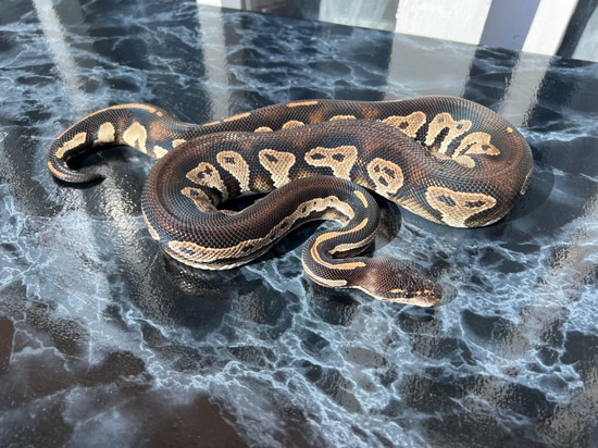 Super Blackhead Red Gene Ball Python by Lloyds Morph Mania