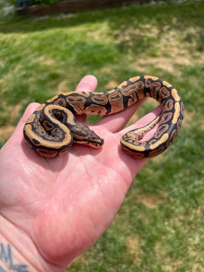 66 Het Clown Ball Python By Lloyds Morph Mania