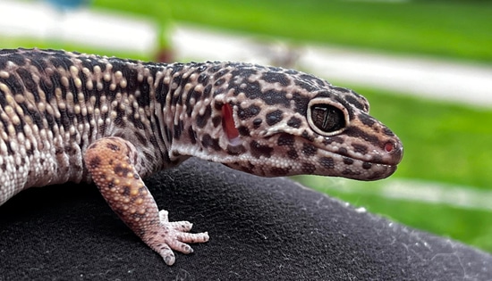 Raven Leopard Gecko by The Lizard Lighthouse Reptile Rescue