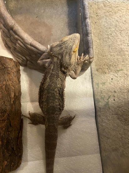 Pancake Central Bearded Dragon by The Lizard Lighthouse Reptile Rescue