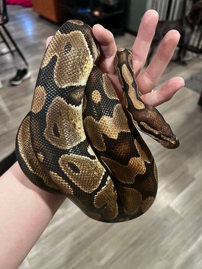 Bones Ball Python by The Lizard Lighthouse Reptile Rescue