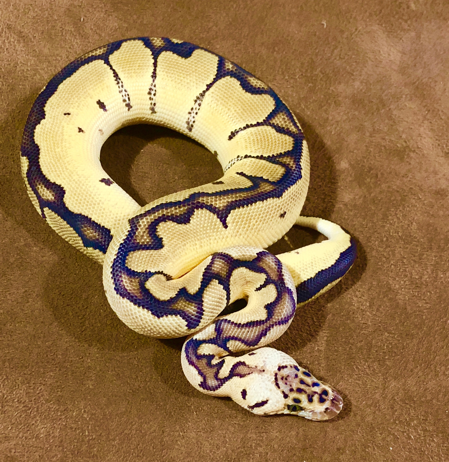Pastel Clown Ball Python by Paragon Balls - MorphMarket