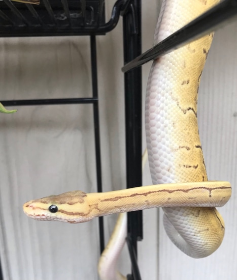 Fire Lesser Spider Pinstripe Ball Python by Misty’s Majestic Morphs