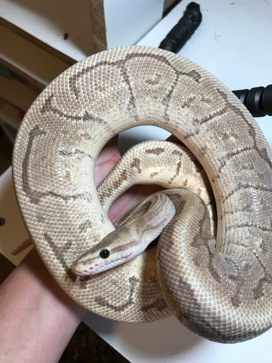 Fire Lesser Spider Pinstripe Ball Python by Misty’s Majestic Morphs ...