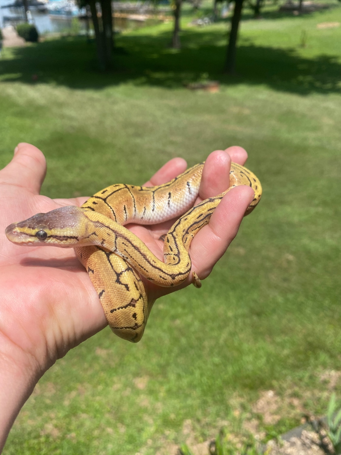 Pastel Pinstripe Ball Python by Misty’s Majestic Morphs - MorphMarket