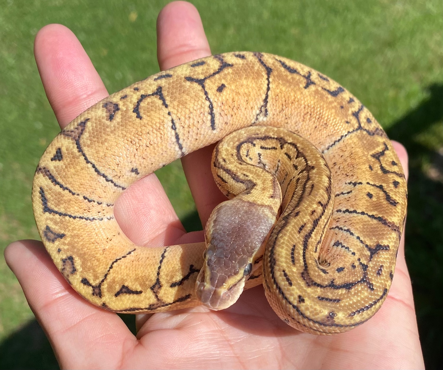 Pastel Pinstripe Ball Python by Majestic Morphs - MorphMarket