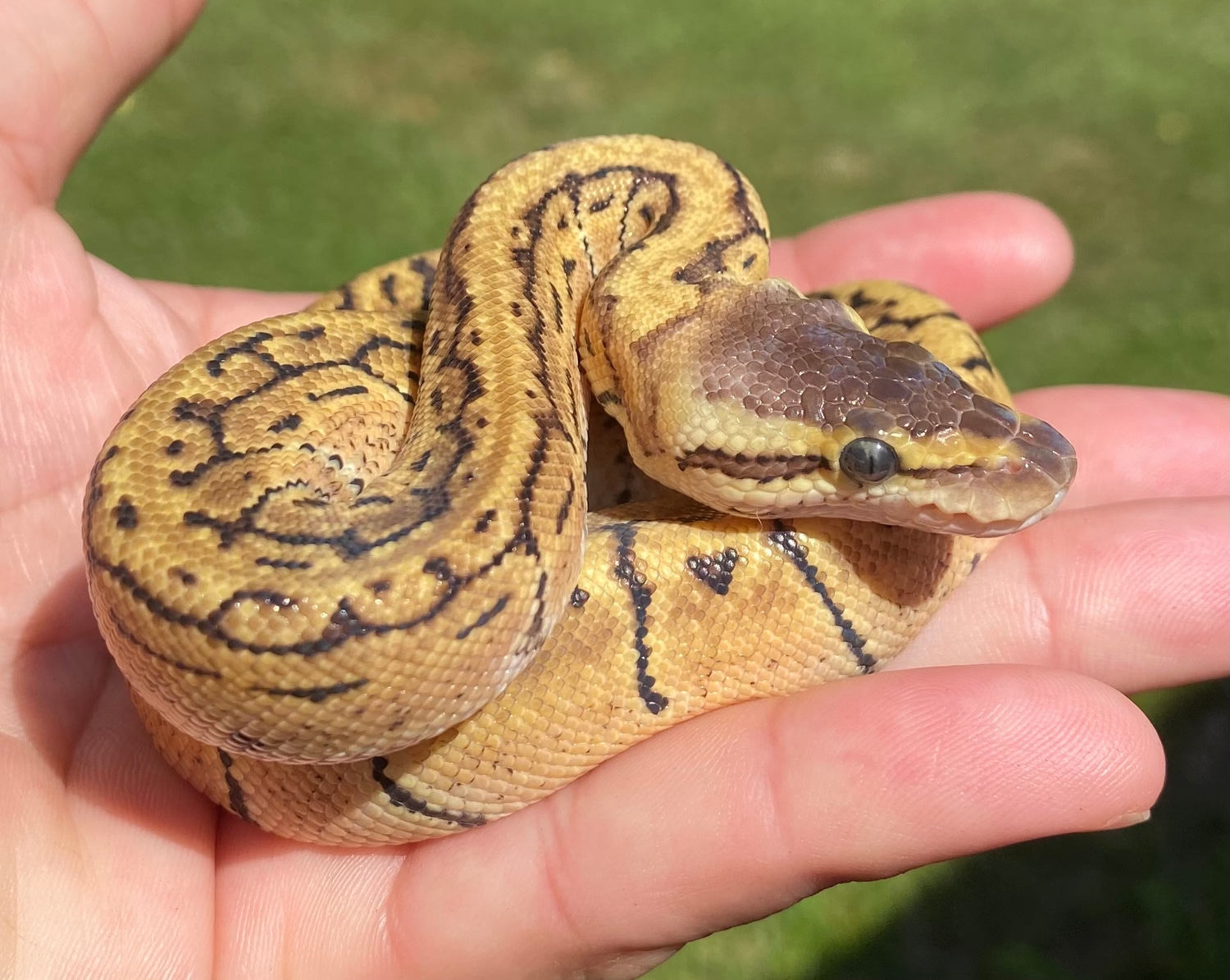 Pastel Pinstripe Ball Python by Misty’s Majestic Morphs - MorphMarket