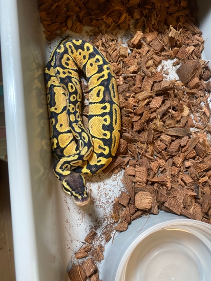 Pastel Ball Python by Misty’s Majestic Morphs