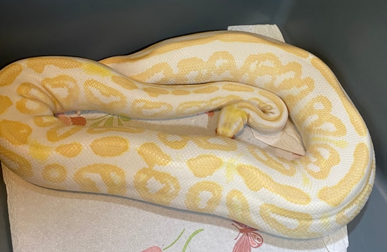 Female Black Pastel Albino Ball Python by Misty’s Majestic Morphs