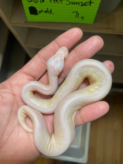 Bumblebee Albino Ball Python by Misty’s Majestic Morphs