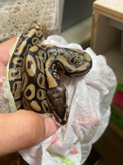 Normal 100% Het Albino Ball Python by Misty’s Majestic Morphs