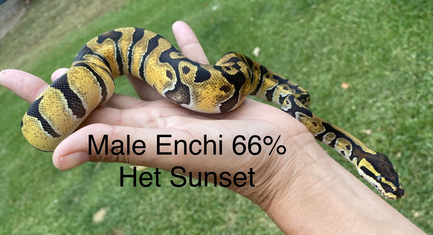 Enchi 66% Het Sunset Pos OD Ball Python by Misty’s Majestic Morphs ...