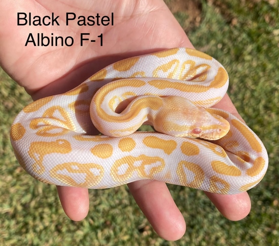Black Pastel Albino Ball Python by Misty’s Majestic Morphs