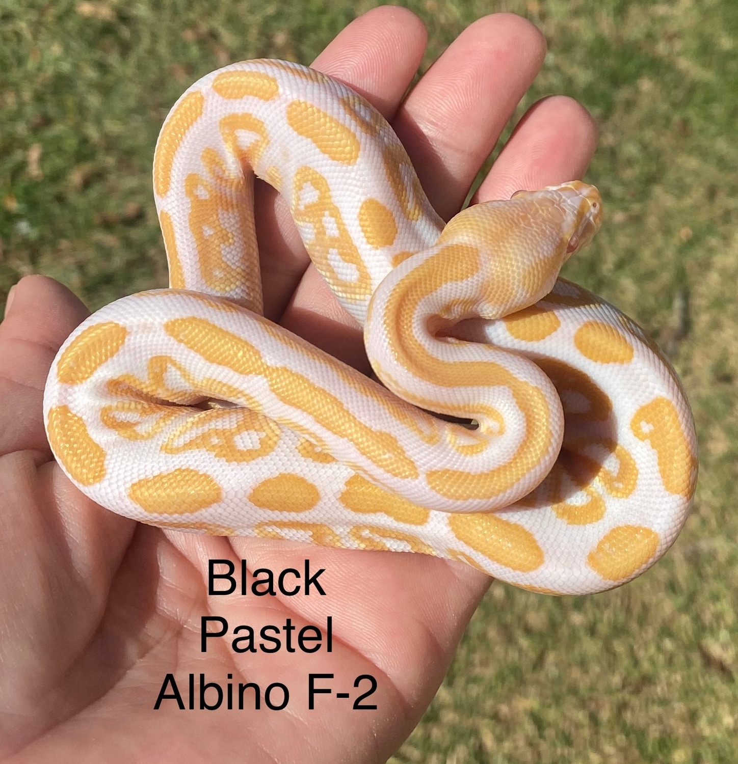 Black Pastel Albino Ball Python by Misty’s Majestic Morphs - MorphMarket