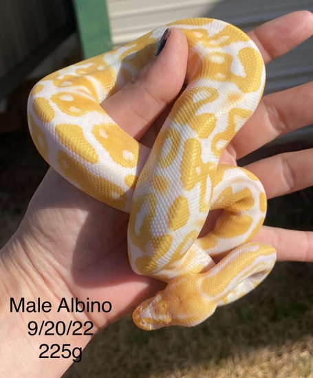 Albino Ball Python by Misty’s Majestic Morphs
