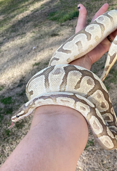 Fire Lesser Woma Ball Python by Misty’s Majestic Morphs