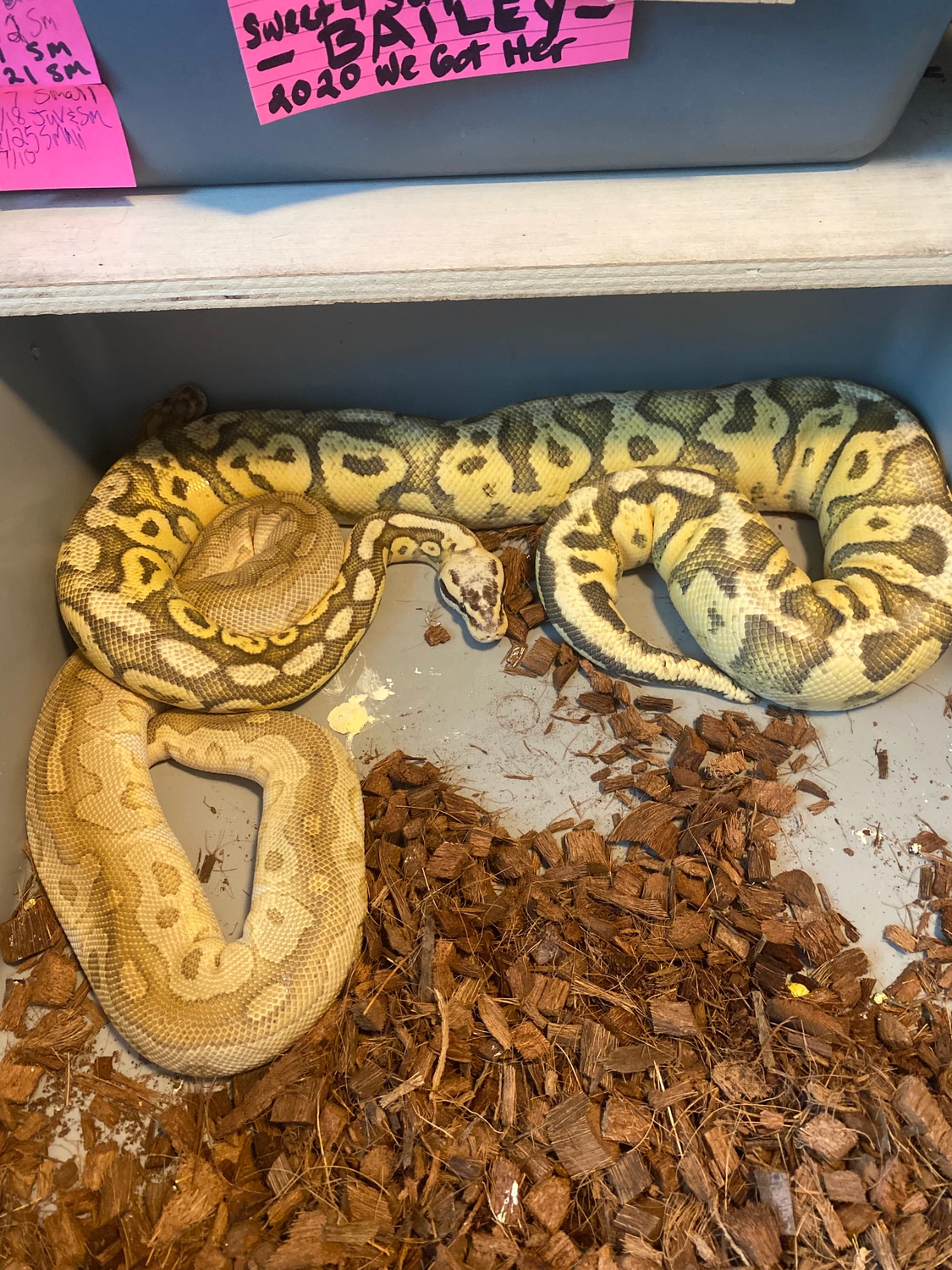 Super Pastel Fire Het Clown Ball Python by Misty’s Majestic Morphs ...