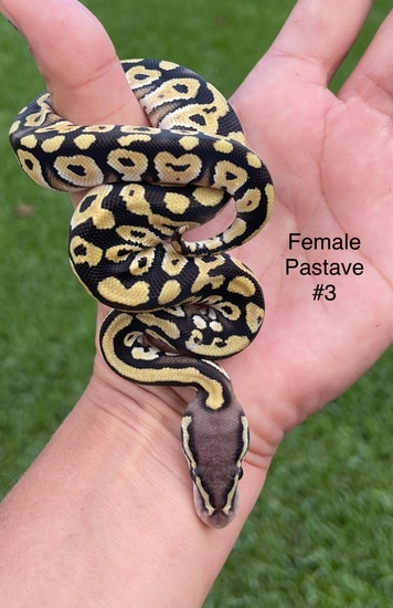 Pastave Pos Yellow Belly Ball Python by Misty’s Majestic Morphs