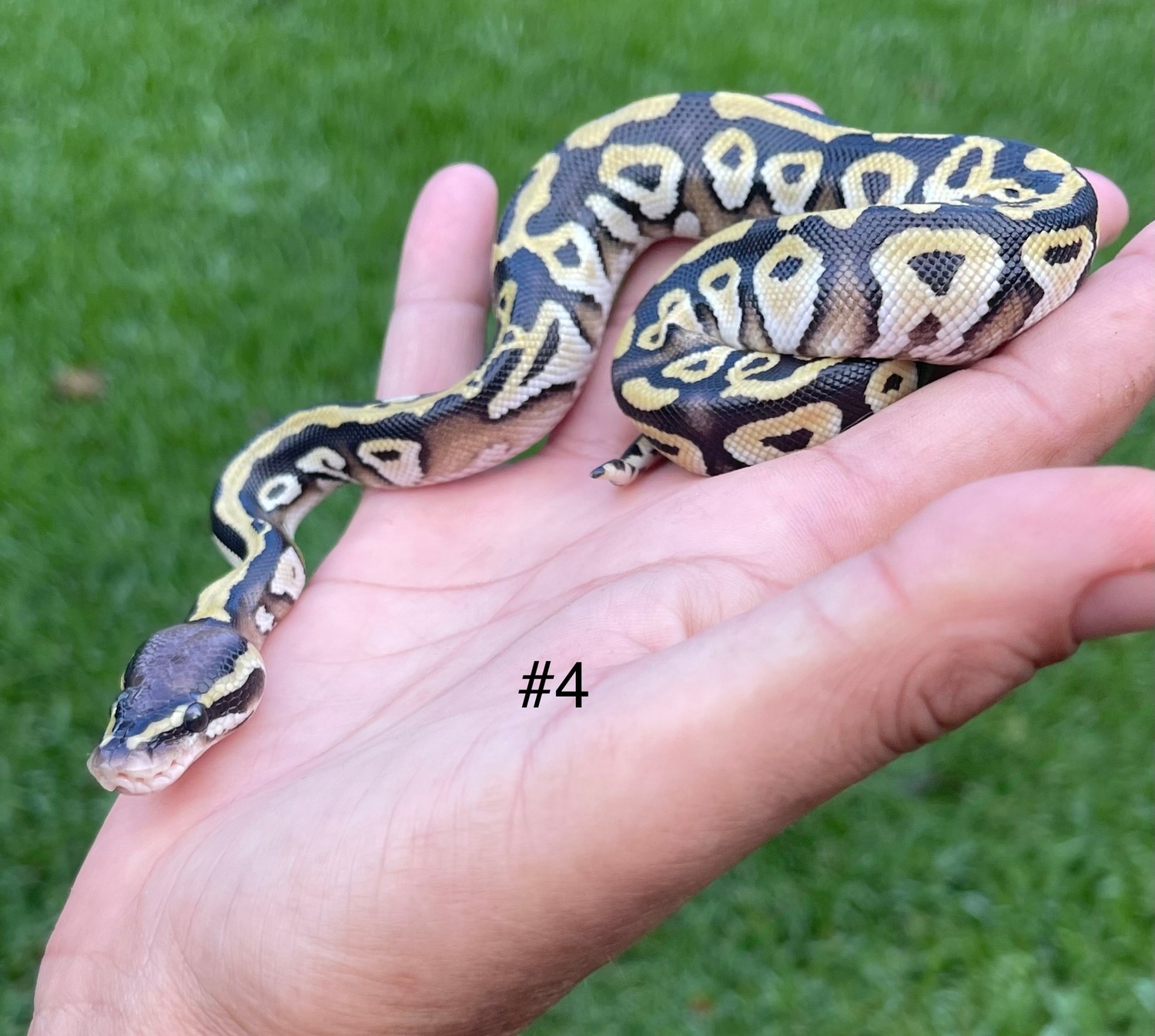 Pastave Pos Yellow Belly Ball Python by Misty’s Majestic Morphs ...
