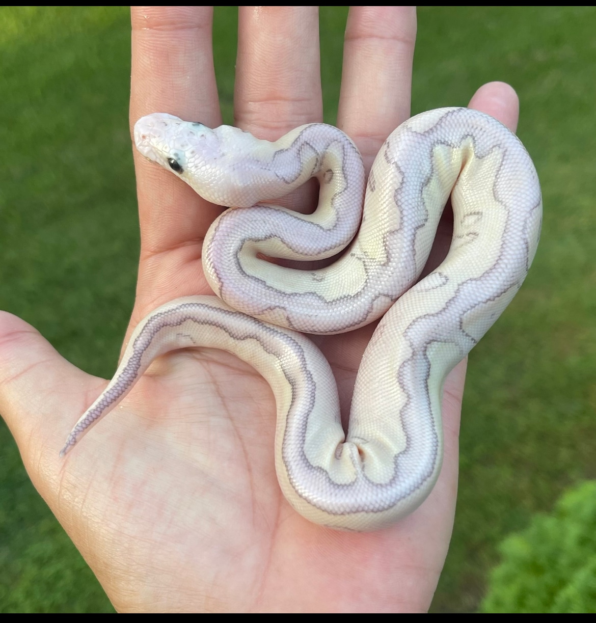 Firefly Lesser Clown Ball Python by Misty’s Majestic Morphs - MorphMarket