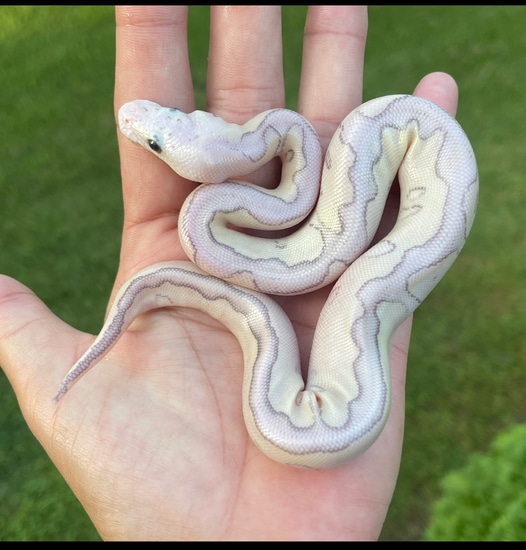 Firefly Lesser Clown Ball Python by Misty’s Majestic Morphs