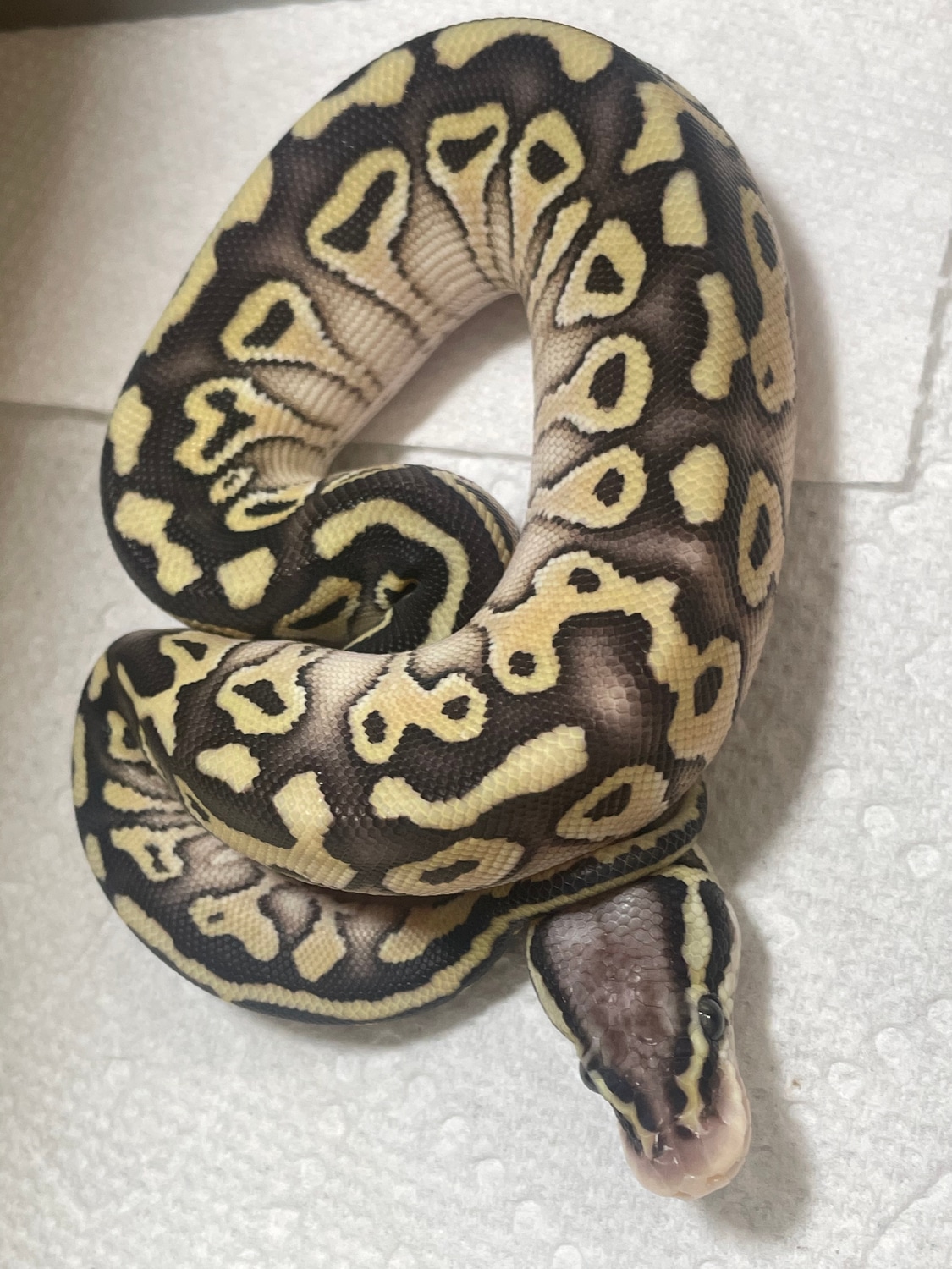 Pastel Lesser Het Clown Ball Python by Misty’s Majestic Morphs ...