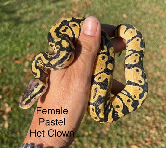 Pastel Het Clown Ball Python by Misty’s Majestic Morphs