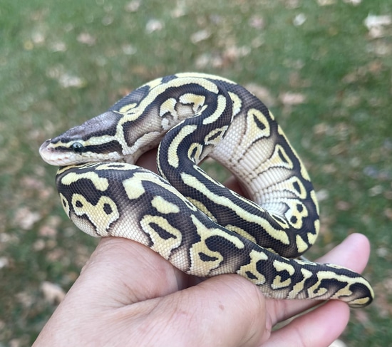Pastel Lesser Het Clown Ball Python by Misty’s Majestic Morphs